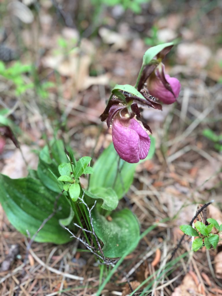 Get out and smell the wildflowers - The Nature Nut Project